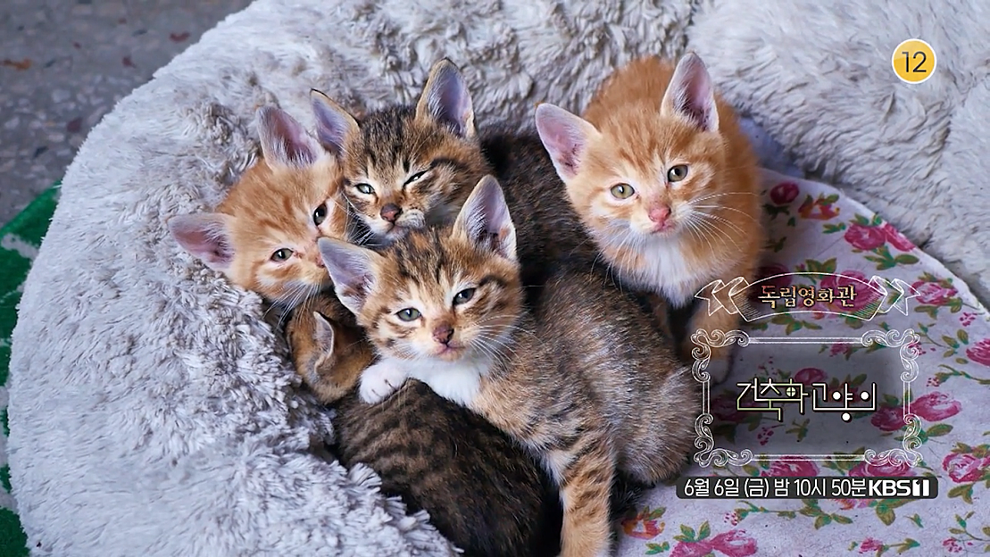 [예고] ＜건축학 고양이＞ | KBS 250509 방송 - 네이버 TV