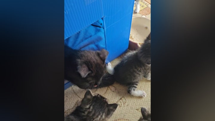 아이들 돌보는 오디 - 네이버 TV