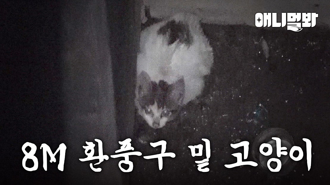 8m 환풍구 밑에 아기 고양이가...? ㅣThere's A Cat Under 8m Vent? - 네이버 TV
