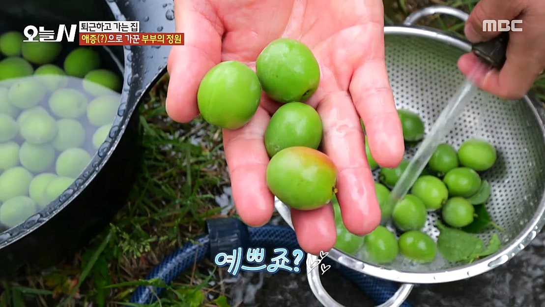 자연을 담은 한 병! 정원에서 수확한 매실로 만든 담금주🍃, MBC 250702 방송 - 네이버 TV