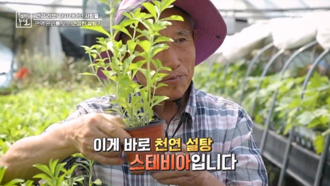 3회차 인생 면역 충전기! 스테비아 MBN 250704 방송 - 네이버 TV