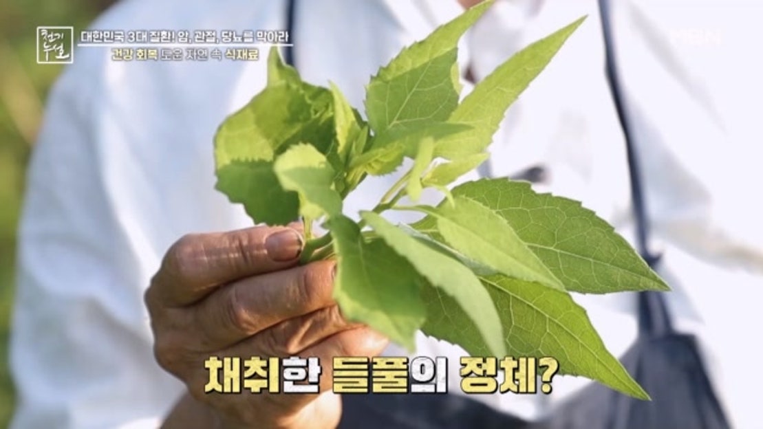 건강 회복 도운 자연 속 식재료 MBN 250711 방송 - 네이버 TV