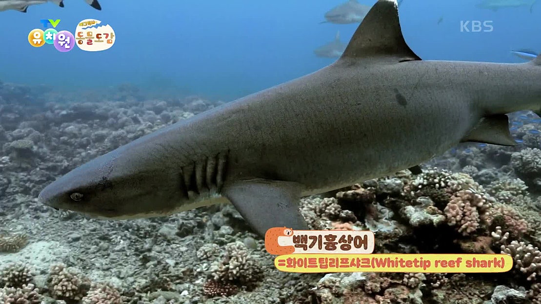 [에그박사의 동물도감] 진짜 상어를 봤다?! 엄청난 크기의 상어! | KBS 250729 방송 - 네이버 TV