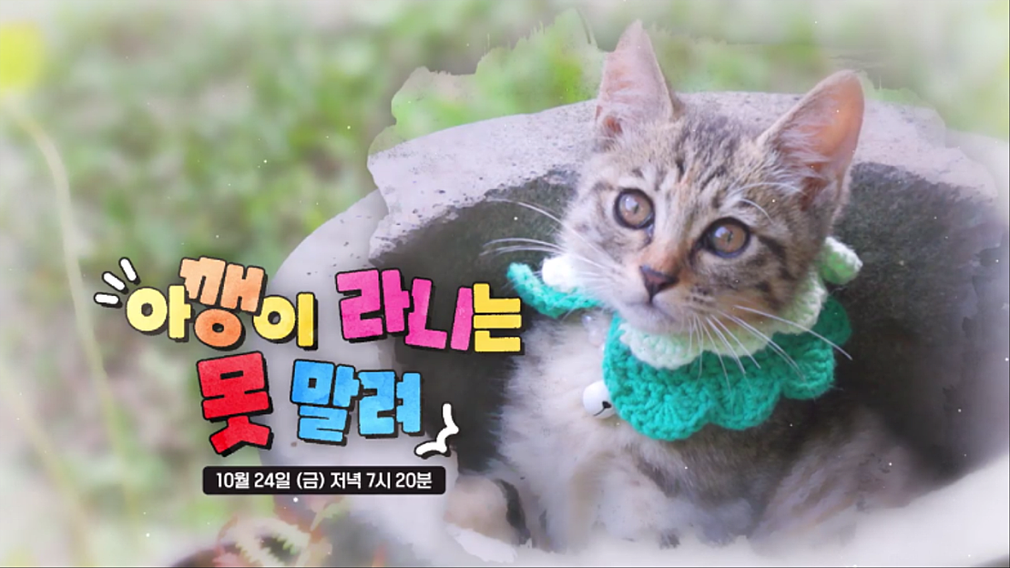 [고양이를 부탁해 예고] 사고뭉치 아기 고양이 라니는 못 말려! - 네이버 TV